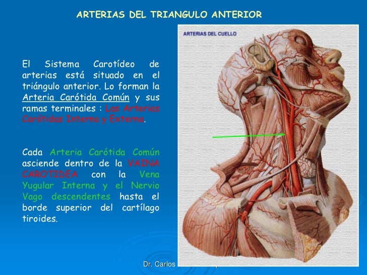 Clase 5 Triangulos Del Cuello