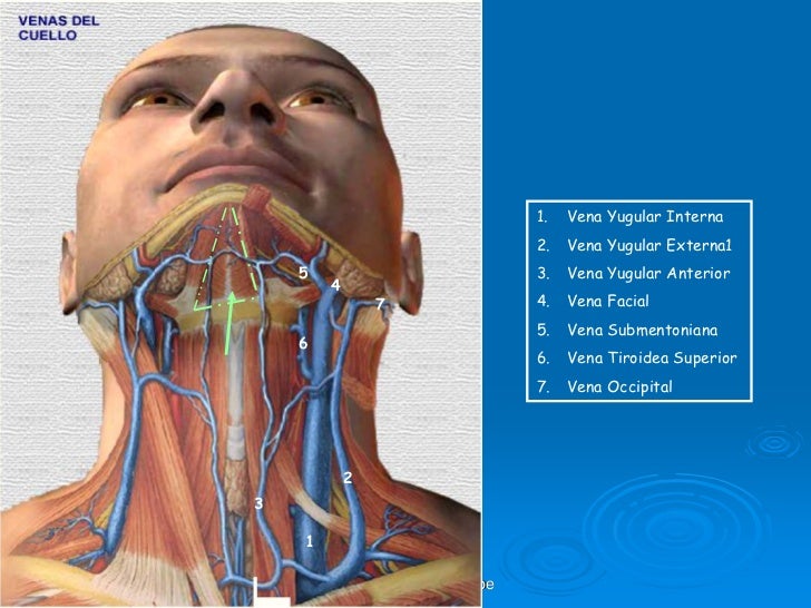 Clase 5 Triangulos Del Cuello