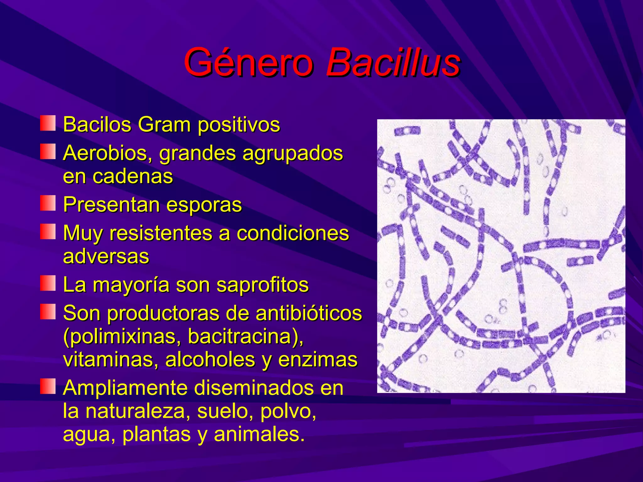 Clase 8-bacilos.gram(+) | PPT