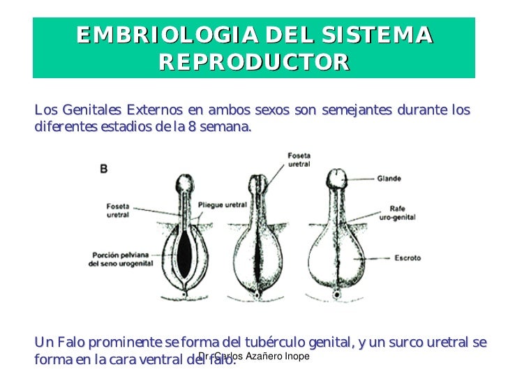 Clase 8 Aparato Reproductor