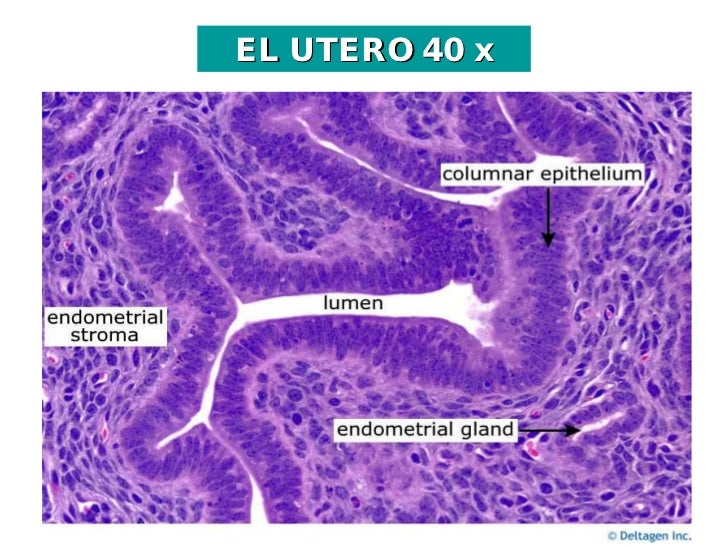 Clase 8 Aparato Reproductor