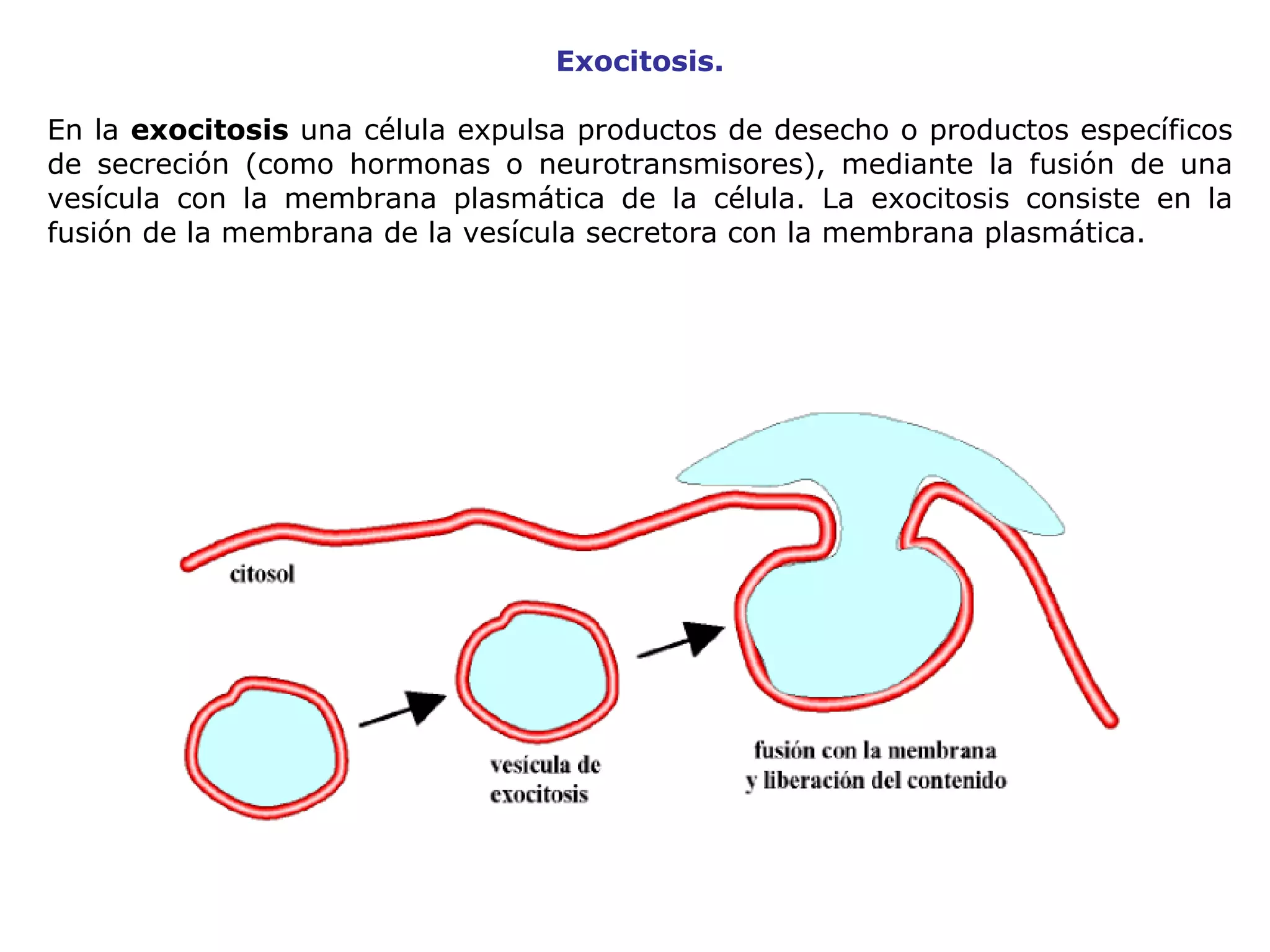 Clase 9 Transporte A Traves De Membranas Ppt Descarga Gratuita
