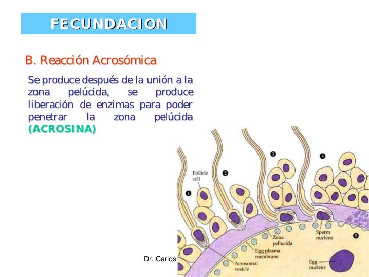 Clase 9 Fecundacion E Implantacion