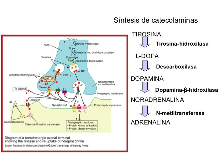 Receptores adrenérgicos qué son, localización, funciones, clasificación