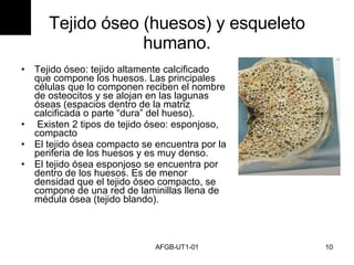 Clase Anatomia 1 | PPT
