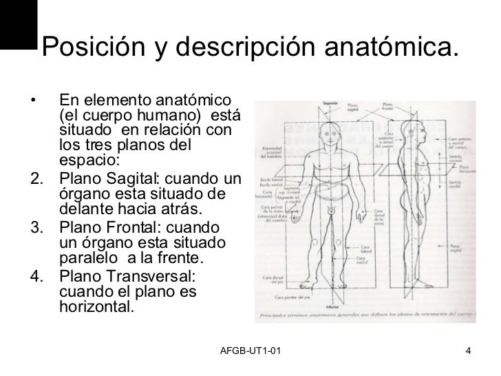 Clase Anatomia 1