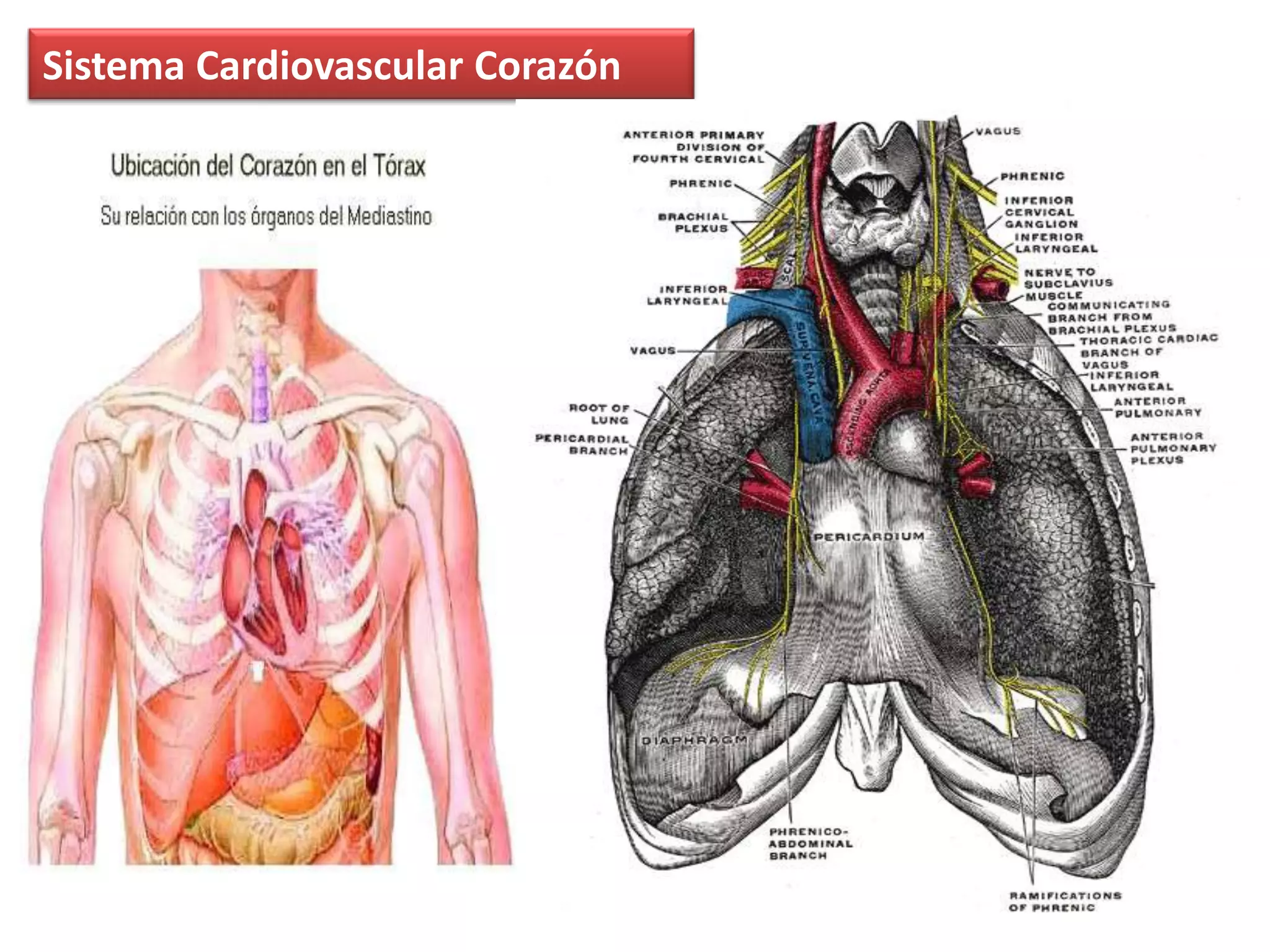 Corazón Anatomía | PPTX
