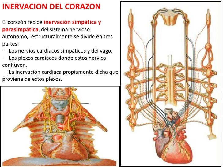 Corazón Anatomía