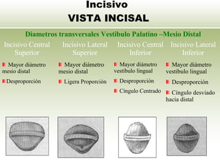 Clase De Incisivo | PPT