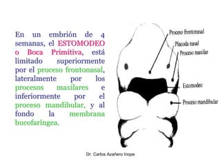 Clase Embriogenesis Del Sistema Estomatognatico | PDF
