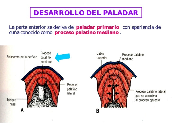 Clase Embriogenesis Del Sistema Estomatognatico