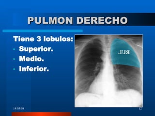 Radiología del Pulmón: anatomía lobar y segmentaria | PPT