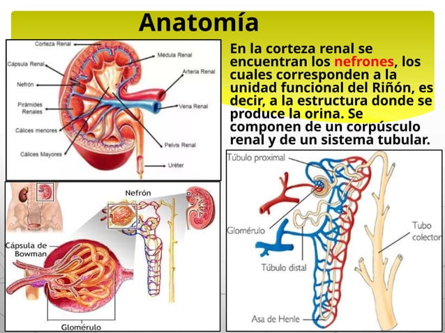 generalidades de anatomia y Fisiologia-Renal.ppt