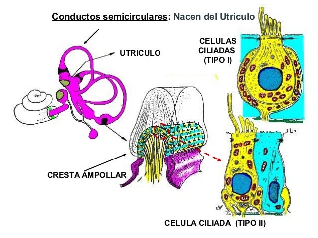 Histologia de oido-gusto-olfato