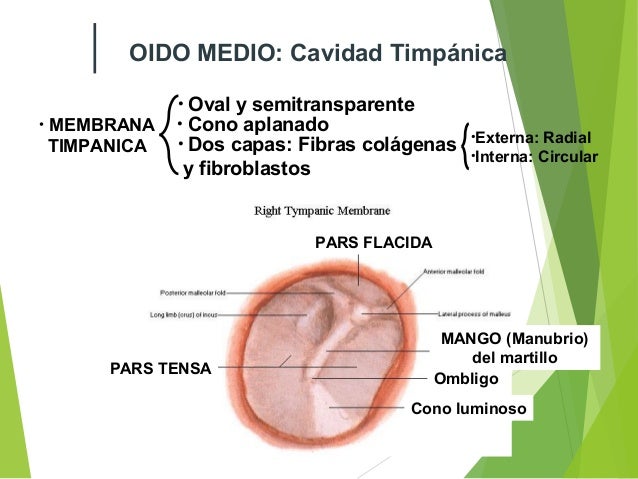 Histologia de oido-gusto-olfato