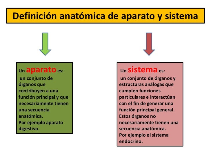 Anatomia Sistemas o aparatos Anatomia Sistemas o aparatos