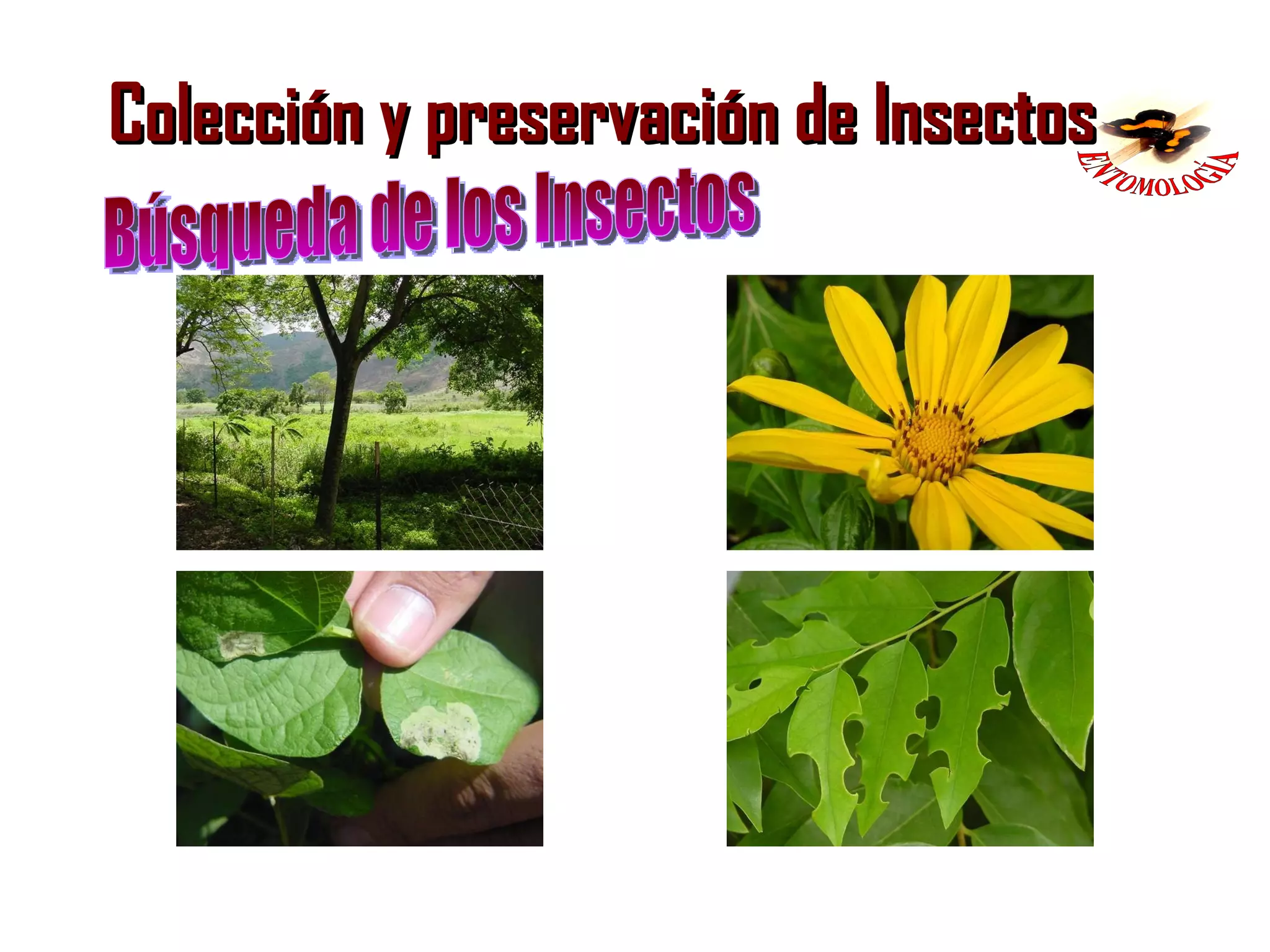 Clase01 colección y montaje de insectos | PPT