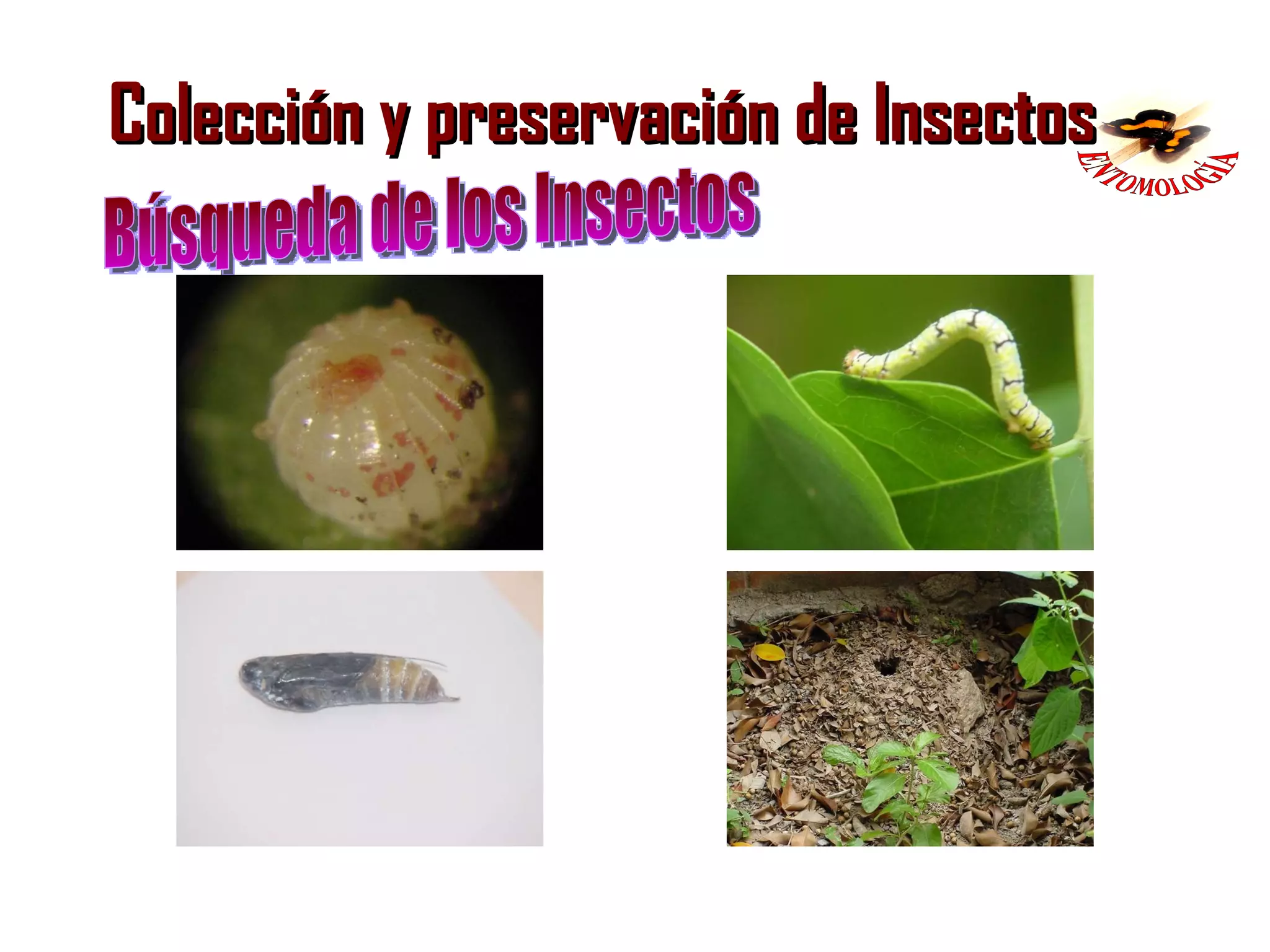 Clase01 colección y montaje de insectos | PPT