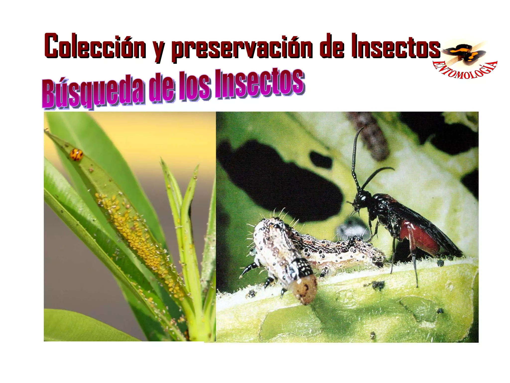 Clase01 colección y montaje de insectos | PPT