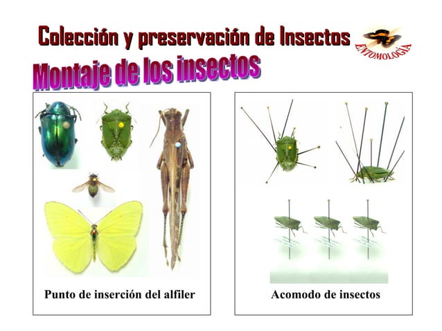 Clase01 colección y montaje de insectos | PPT