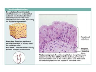 CLASE 01 TEJIDO EPITELIAL (4).pptx