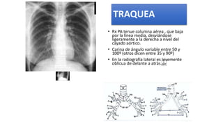 ANATOMIA DEL APARATO RESPIRATORIA AREA DE LA SALUD.pptx
