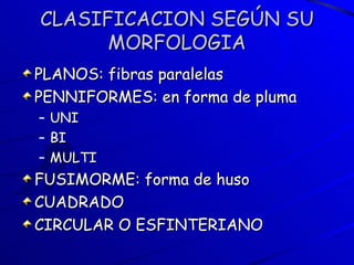 ANATOMIA - ARTICULACIONES | PPT