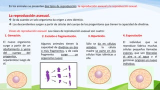 LA REPRODUCCIÓN EN LOS ANIMALES | PPTX