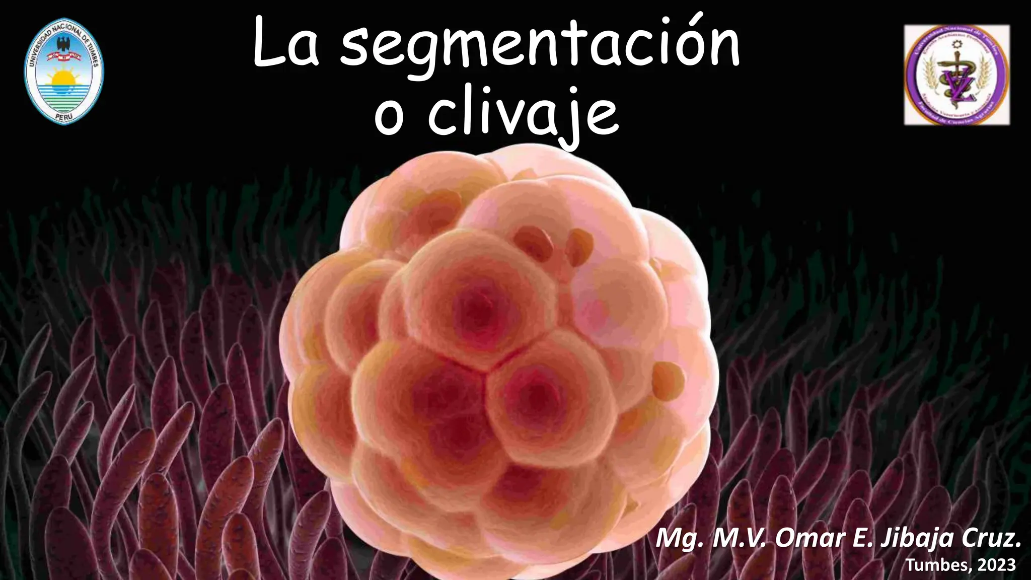 (Embriología veterinaria) La segmentación.pptx