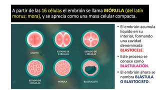 (Embriología veterinaria) La segmentación.pptx