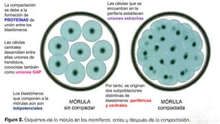 (Embriología veterinaria) La segmentación.pptx