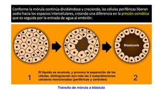 (Embriología veterinaria) La segmentación.pptx