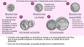 (Embriología veterinaria) La segmentación.pptx