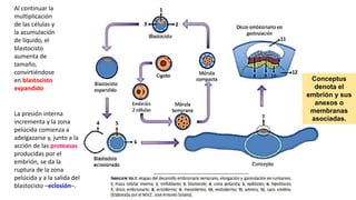 (Embriología veterinaria) La segmentación.pptx