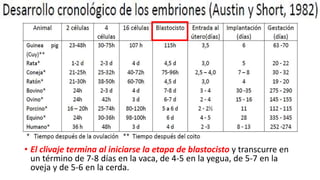 (Embriología veterinaria) La segmentación.pptx