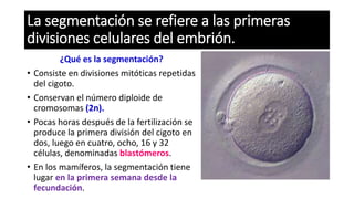 (Embriología veterinaria) La segmentación.pptx