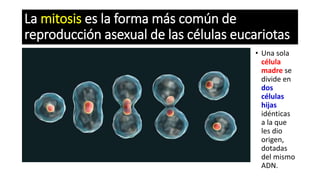 (Embriología veterinaria) La segmentación.pptx