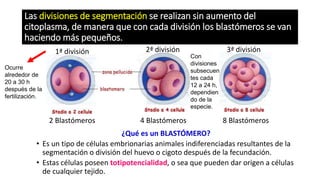 (Embriología veterinaria) La segmentación.pptx