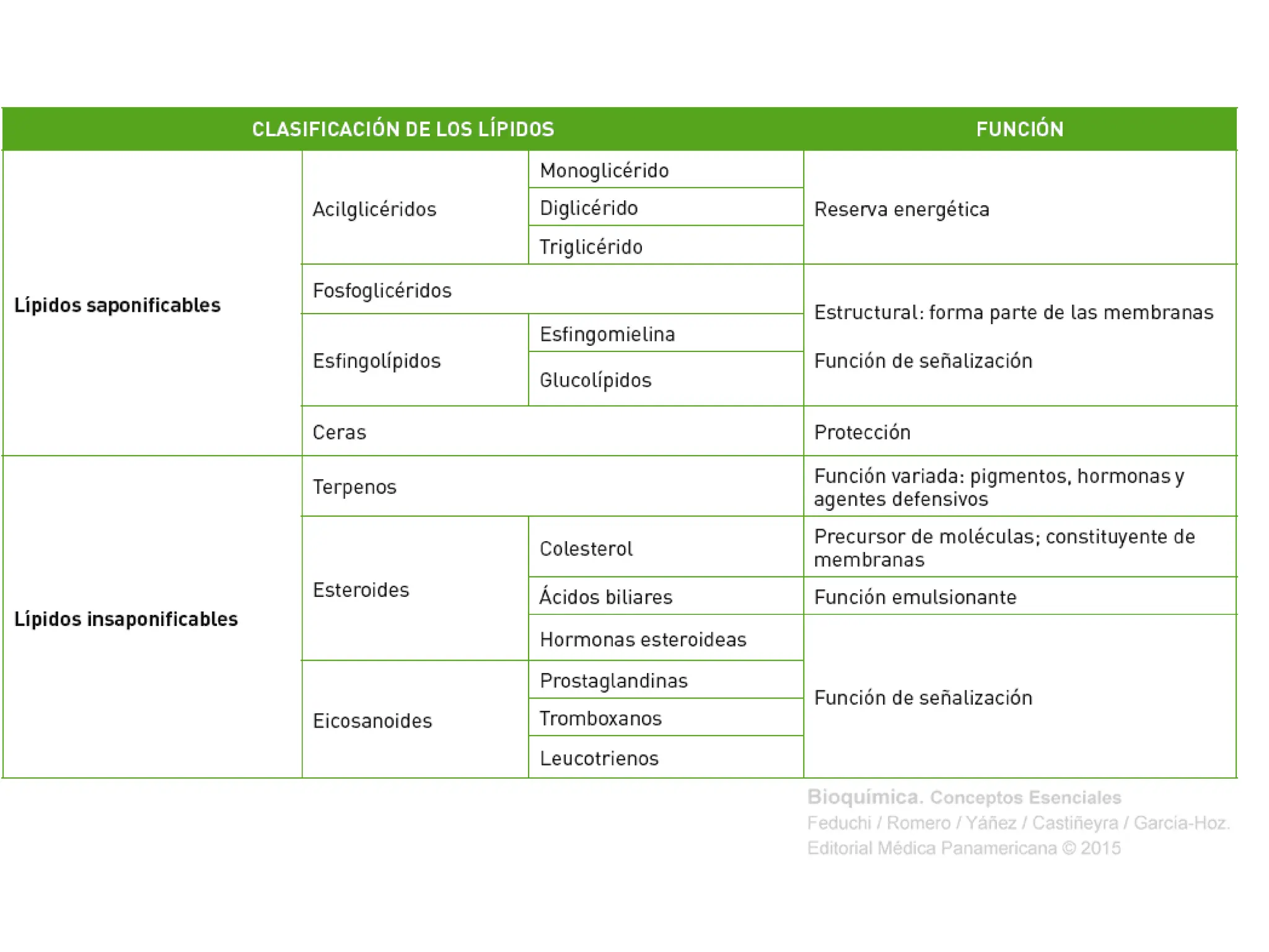 Lipidos, tipos, propiedades, estructuras.pptx