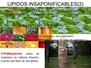 Lipidos, tipos, propiedades, estructuras.pptx