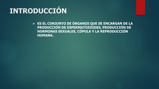Anatomía Reprod Masc.pdf