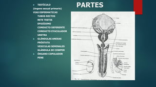 Anatomía Reprod Masc.pdf