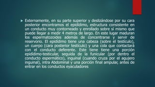 Anatomía Reprod Masc.pdf