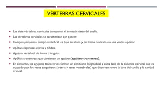 CLASE 04 -COLUMNA VERTEBRAL- USS (1) (1).pdf