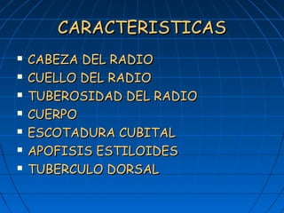 Anatomia Huesos De Antebrazo Y Mano Ppt