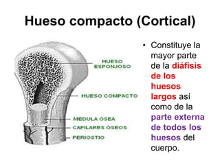 CLASE 04 OSEO Y CARTILAGINOSO (1).ppt... | PPT