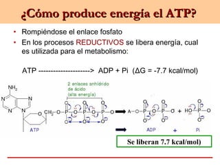 Clase 05 energia, enzimas y metabolismo | PPT