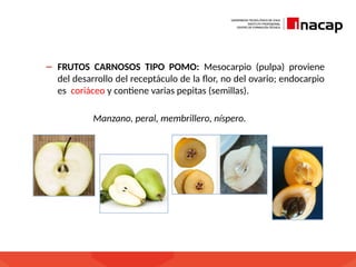Clase06 de anatomia y fisiologia vegetal | PPTX
