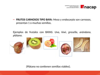 Clase06 de anatomia y fisiologia vegetal | PPTX