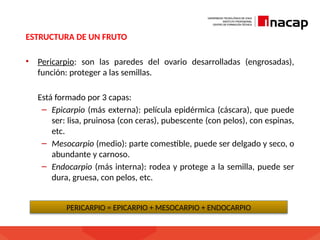 Clase06 de anatomia y fisiologia vegetal | PPTX